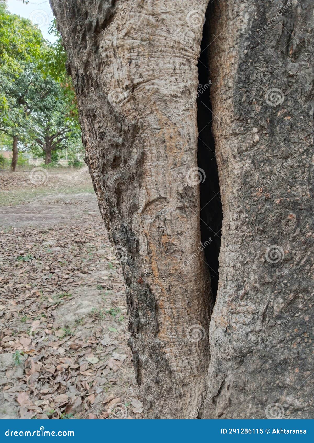 Trunk of Tree with Hole, in the Garden or Jungle Stock Image - Image of ...