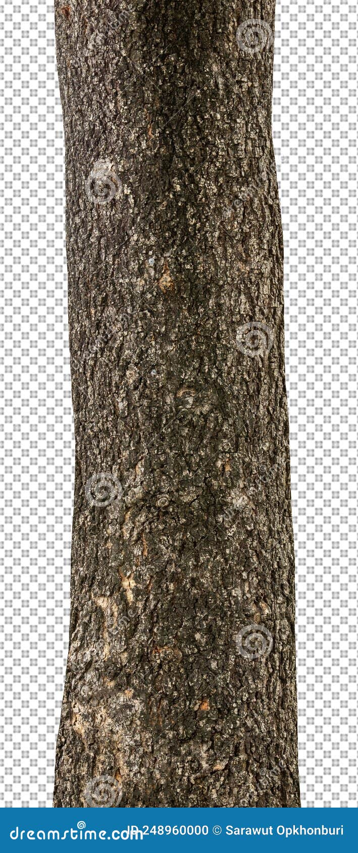 Trunk of a Tree Isolated on Transparent Picture Background with ...