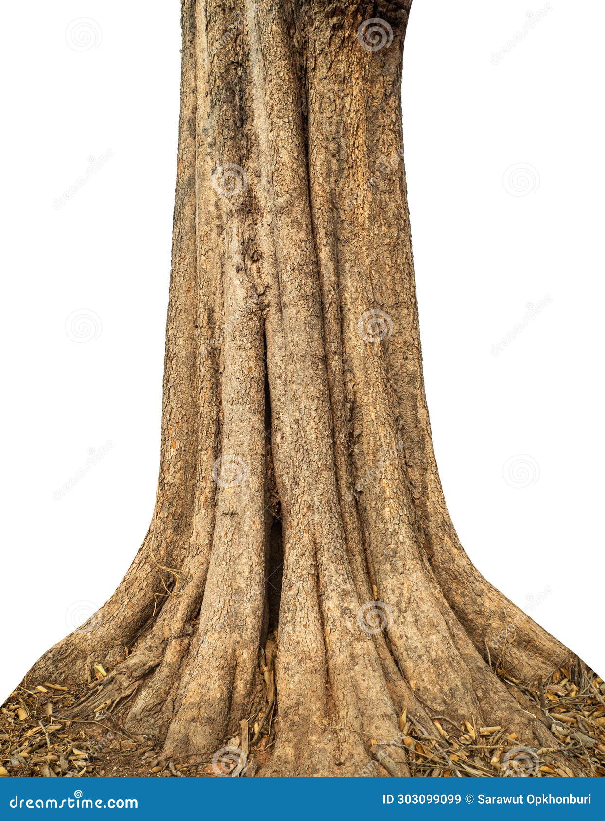 Trunk of a Tree Isolated on White Background . Stock Image - Image of tree, magical: 303099099