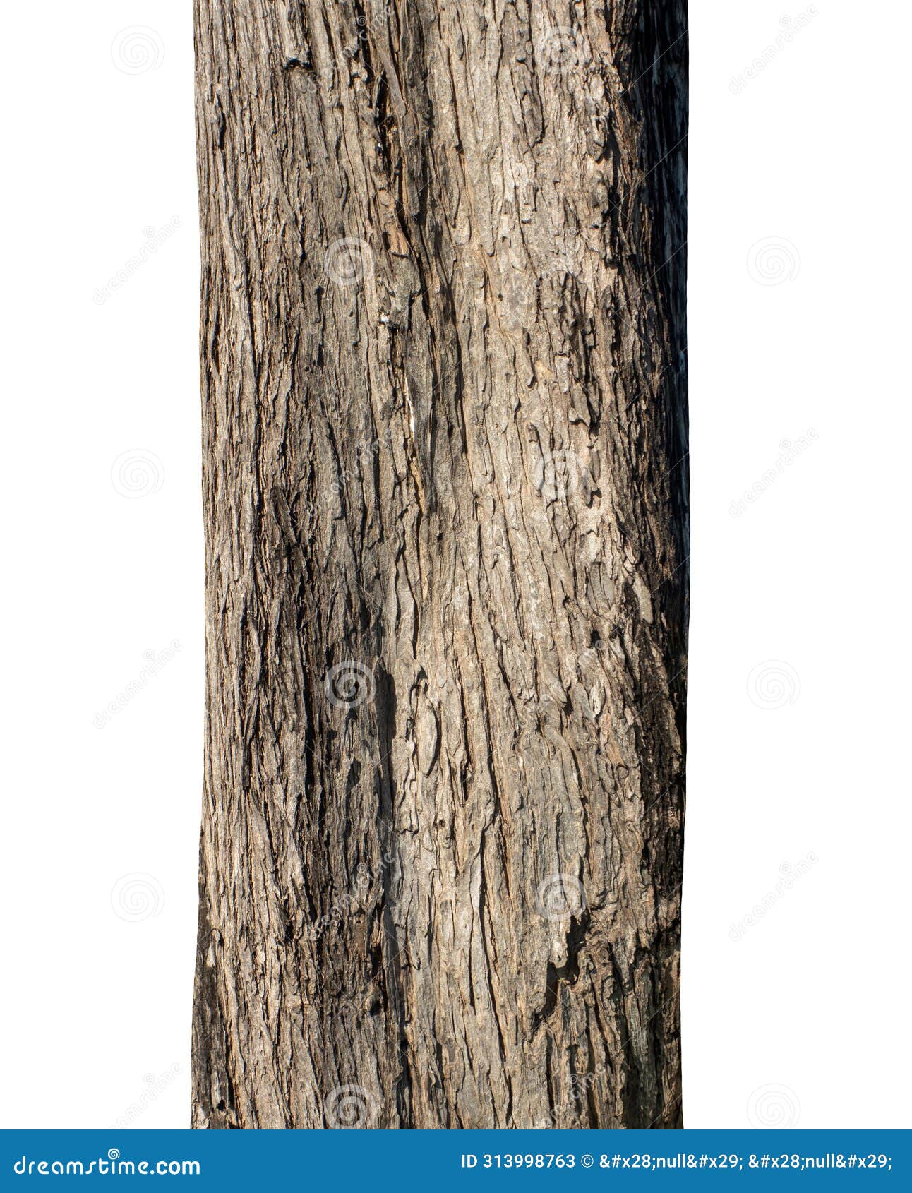 Trunk of a Tree Isolated on White Background . Stock Image - Image of ...