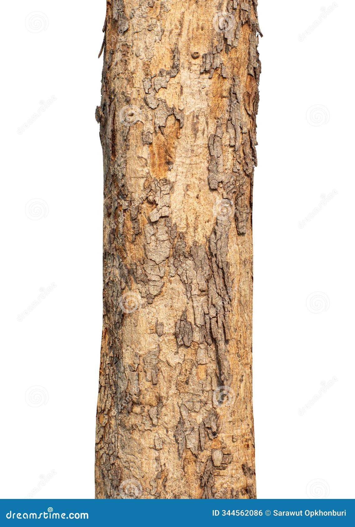 Trunk of a Tree Isolated on White Background . Stock Photo - Image of ...