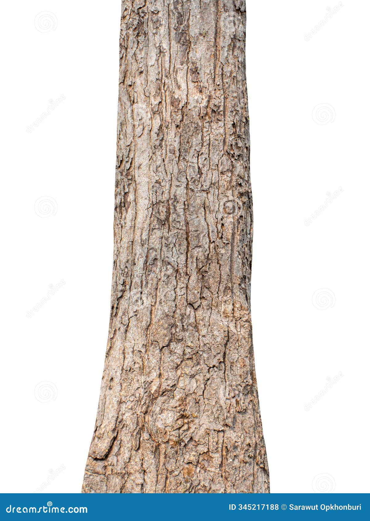 Trunk of a Tree Isolated on White Background . Stock Photo - Image of ...