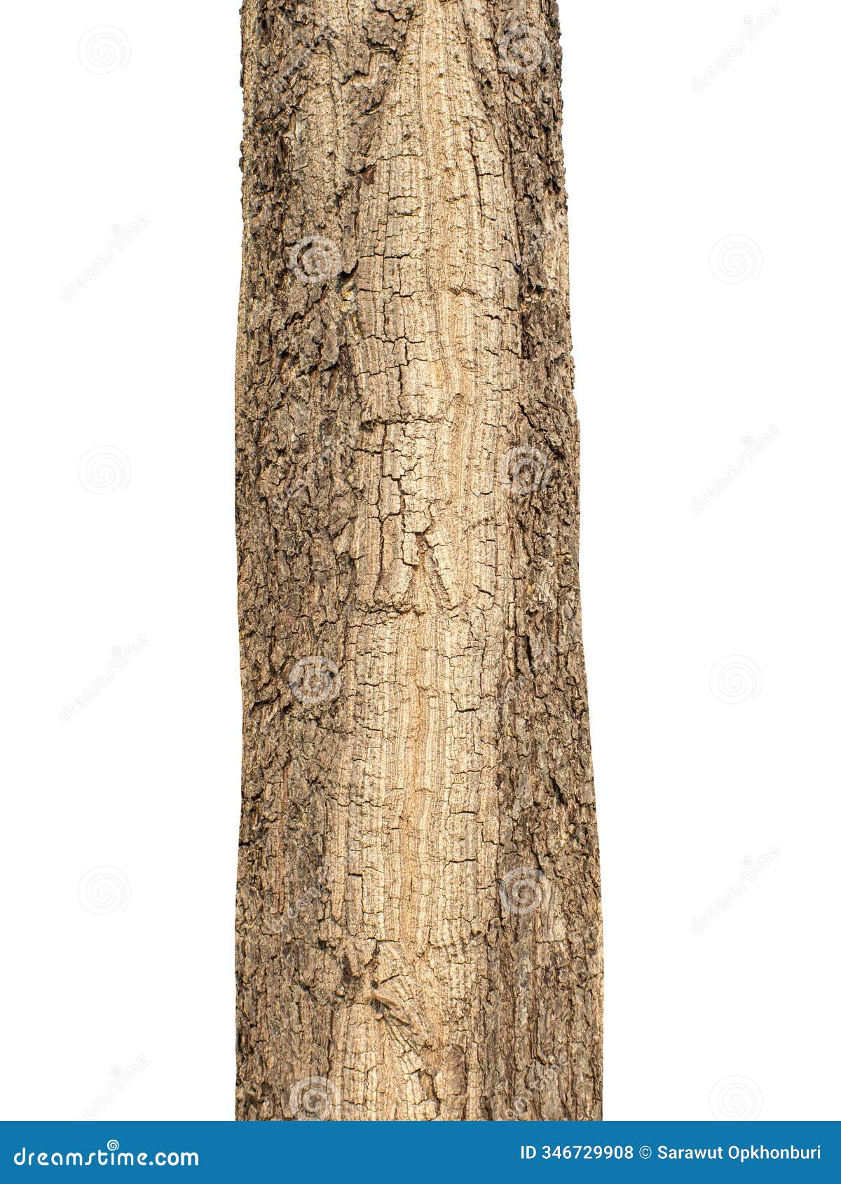 Trunk of a Tree Isolated on White Background . Stock Photo - Image of ...