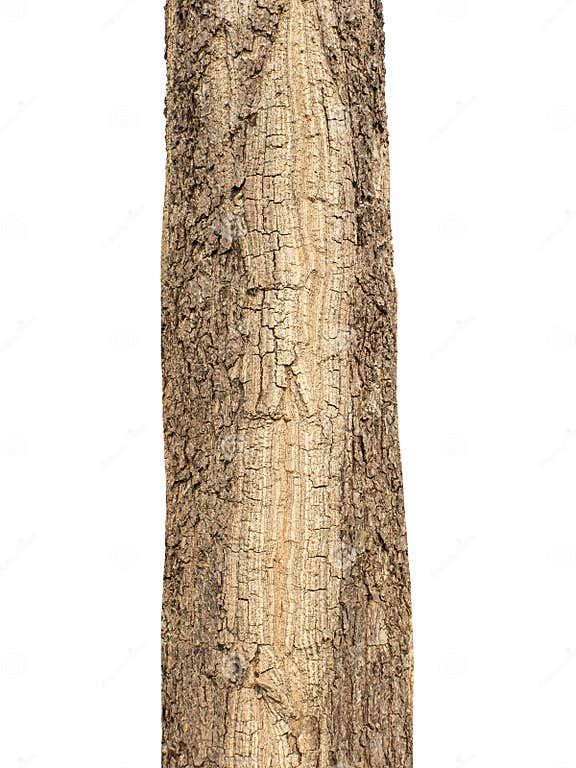 Trunk of a Tree Isolated on White Background . Stock Photo - Image of ...