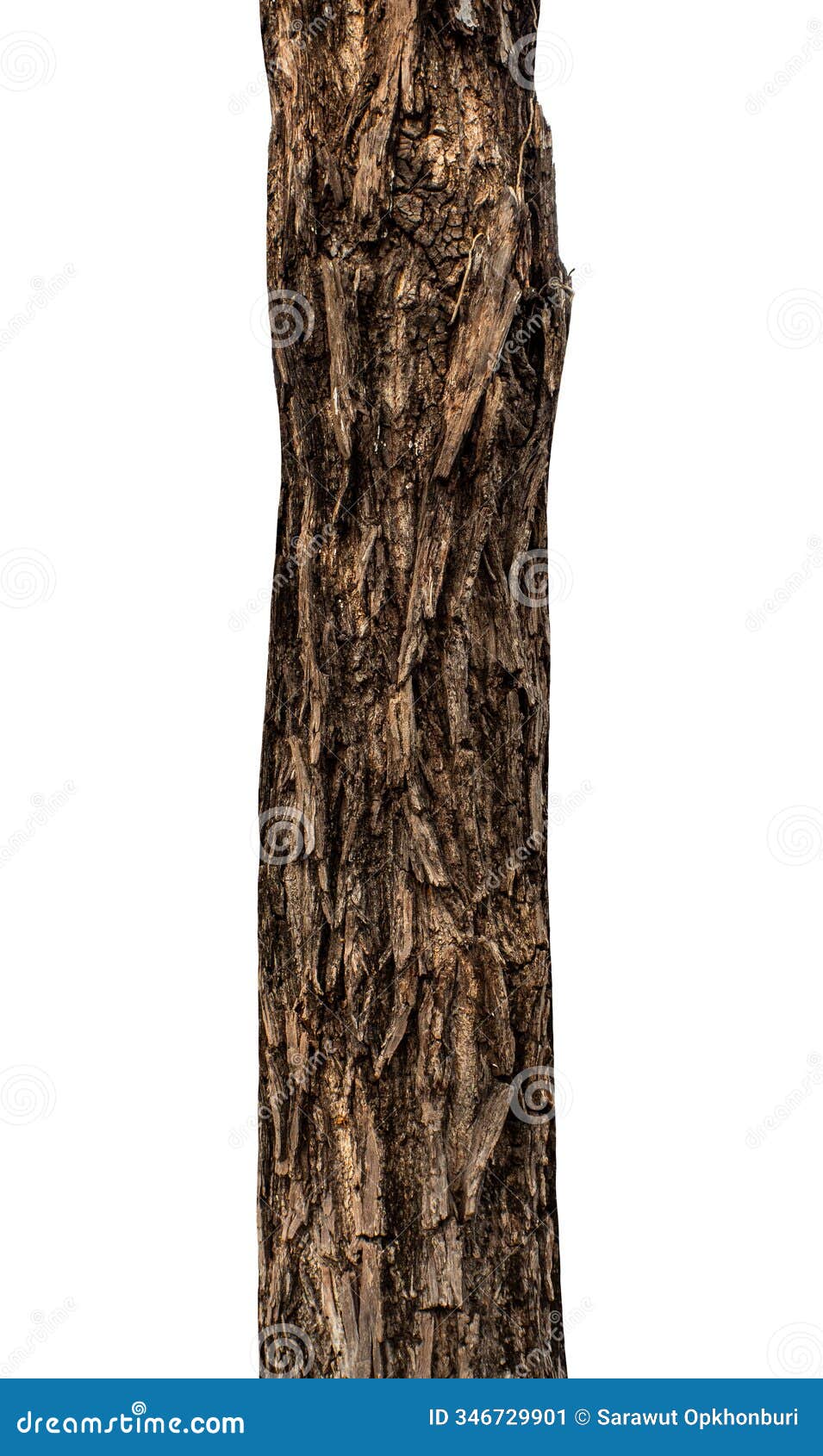 Trunk of a Tree Isolated on White Background . Stock Image - Image of ...