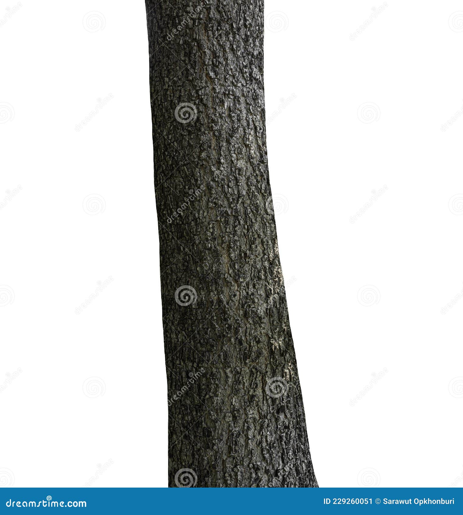 Tree Trunk Isolated on White Background. this Has Clipping Path. Stock ...