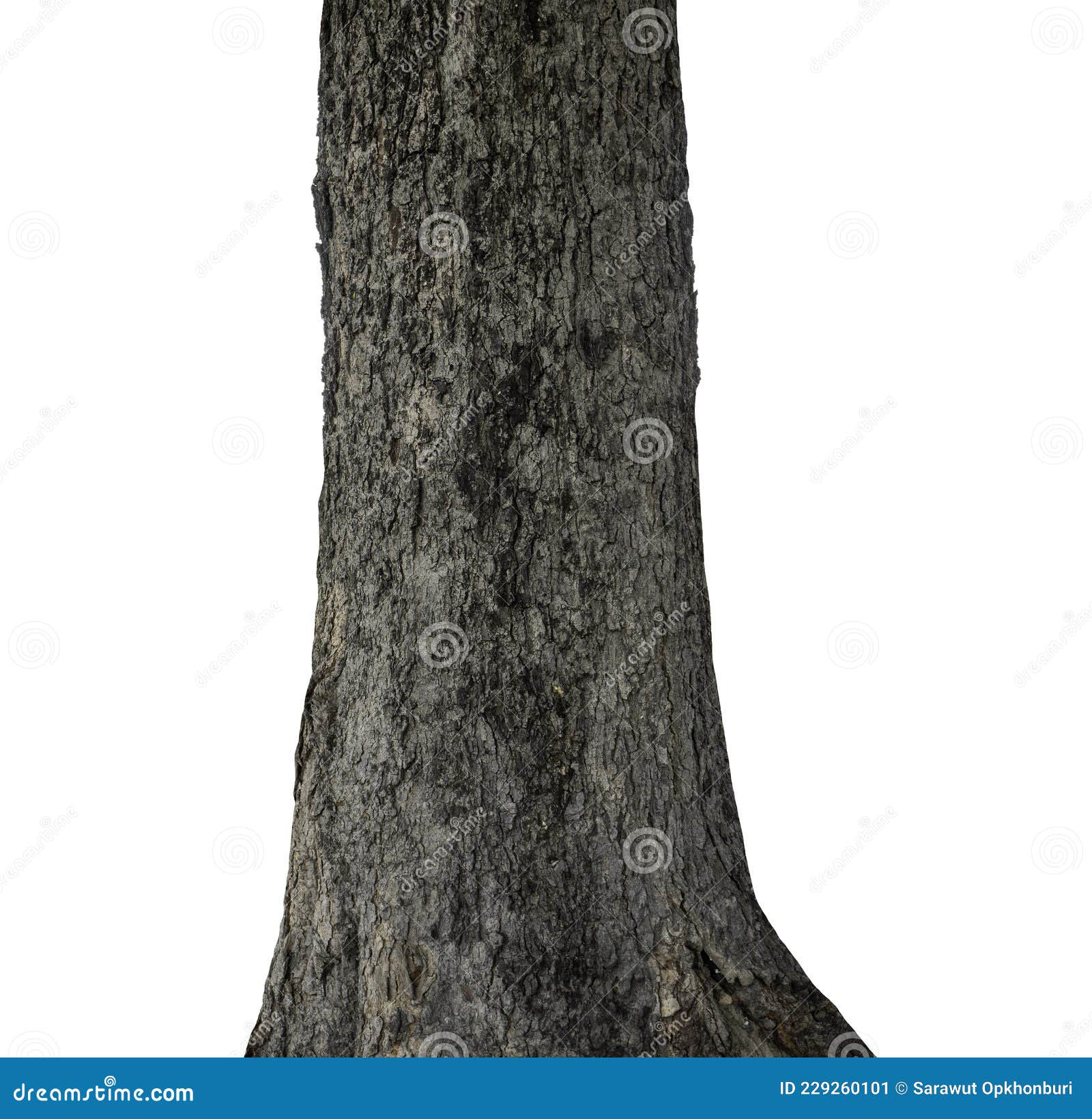 Tree Trunk Isolated on White Background. this Has Clipping Path. Stock ...