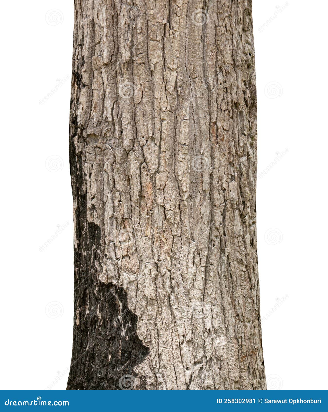 Trunk of a Tree Isolated on White Background . Stock Image - Image of ...