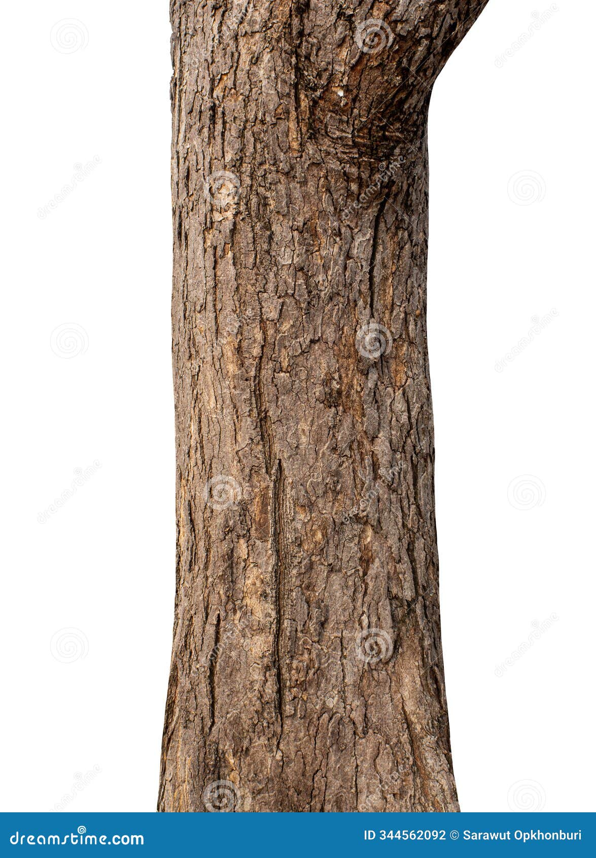 Trunk of a Tree Isolated on White Background . Stock Photo - Image of ...