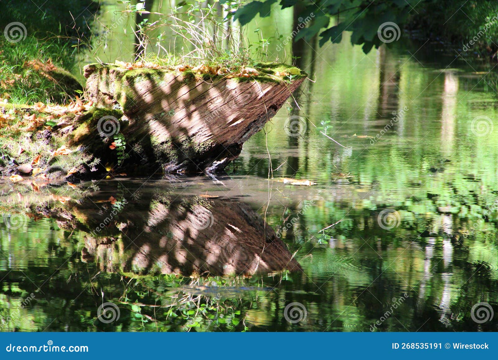 Trunk of a Tree on the Lakeshore Reflecting on the Surface of the Water ...