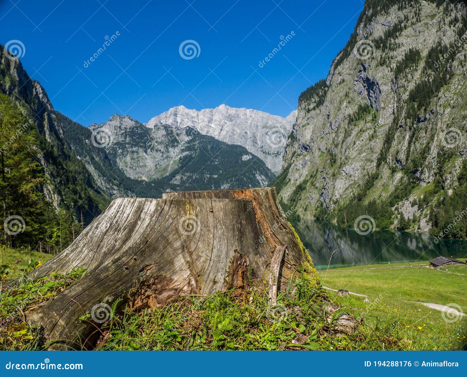 Trunk Tree Landscape Alps Nature Stock Photo - Image of alps, tree ...