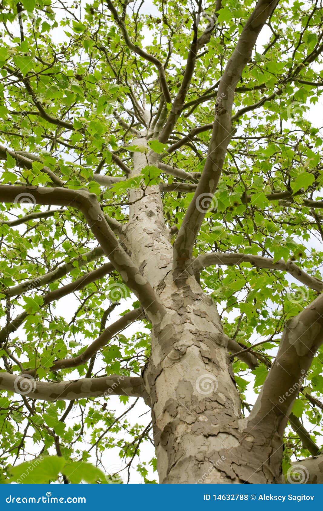 The Trunk of a Tree with Large Branches Stock Photo - Image of nature ...