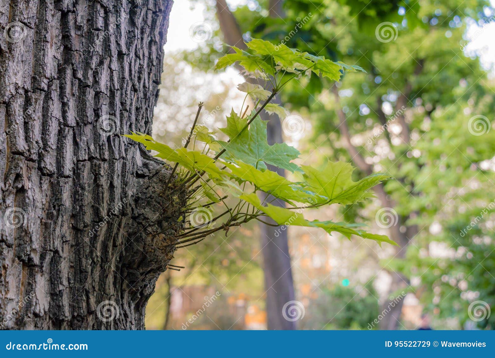 Trunk of Tree with Leaf Buds on Forest Stock Image - Image of rebirth ...