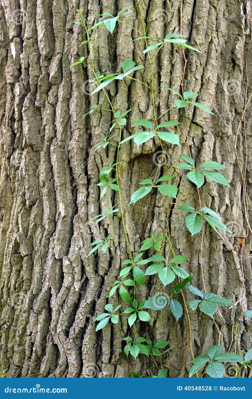 Trunk of a tree stock photo. Image of pattern, textured - 40548528