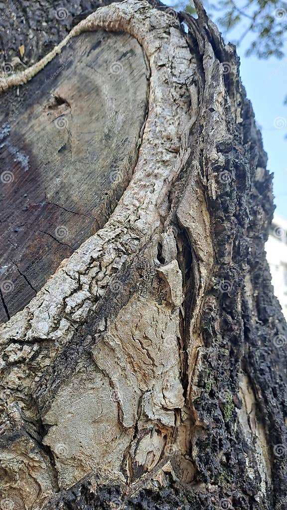 Trunk of the Tree, Micro Angle, Skin, Burnt, Old Tree Stock Photo ...