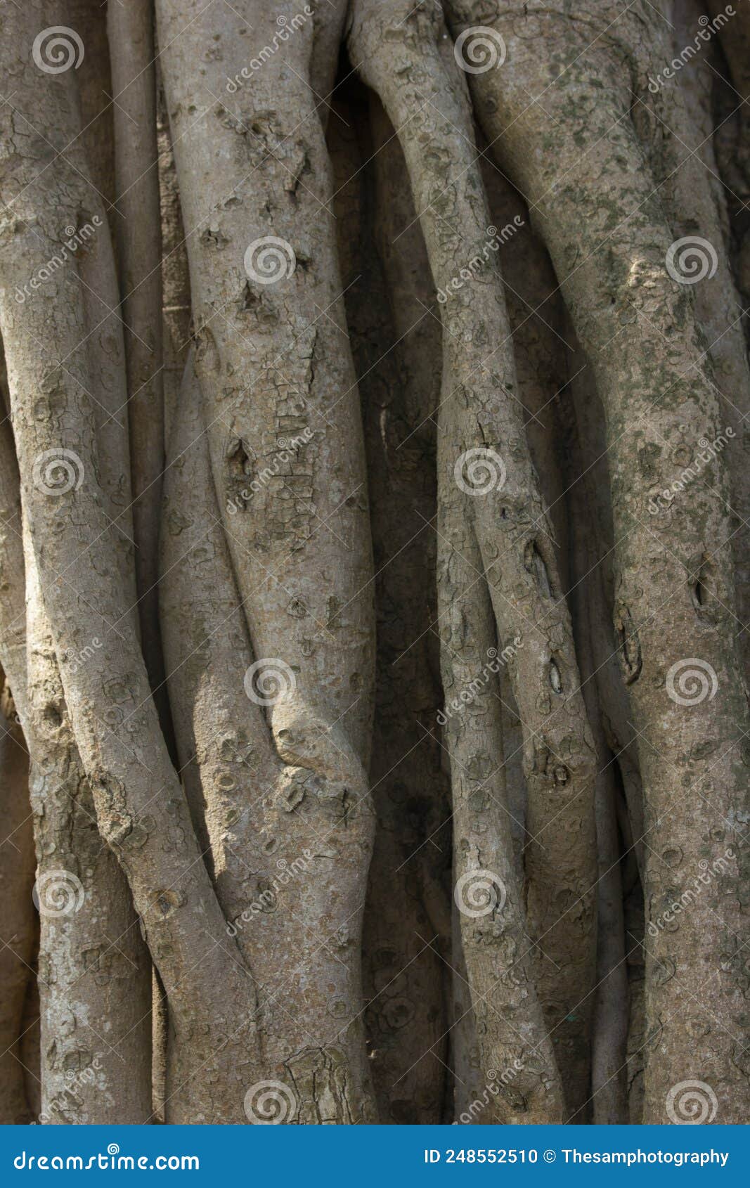 Trunk of a tree stock photo. Image of surface, anatomy - 248552510