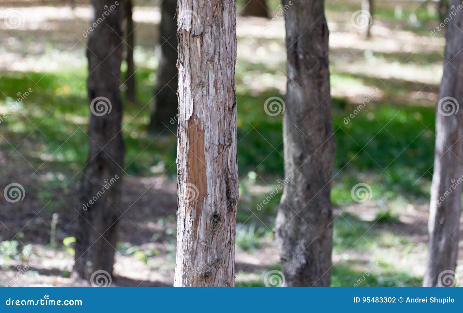Trunk of a tree in nature stock photo. Image of natural - 95483302