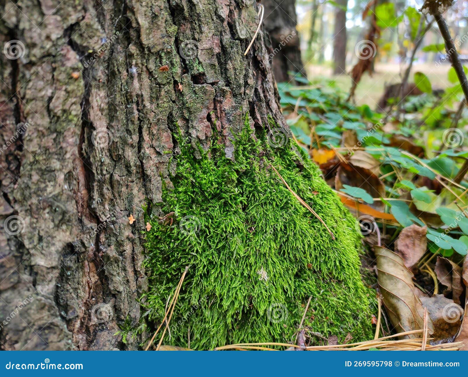The Trunk of a Tree, Overgrown with Green Moss Stock Photo - Image of ...