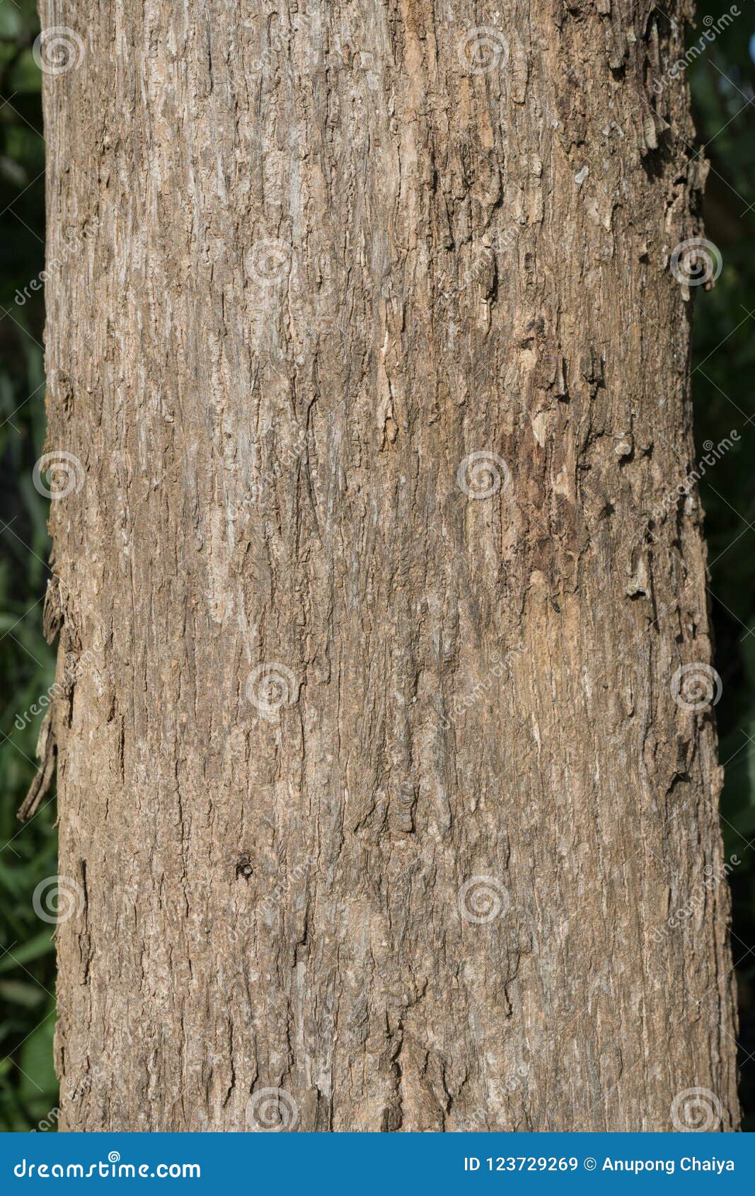 Trunk Tree . Pattern Trunk Tree . Trunk Tree Texture Background for ...