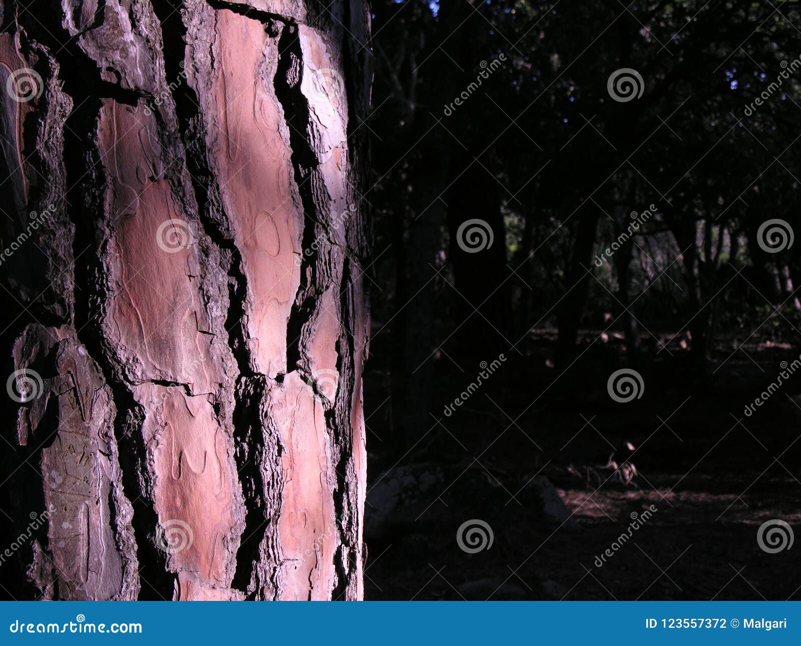 Trunk of a tree stock photo. Image of wood, snip, etching - 123557372