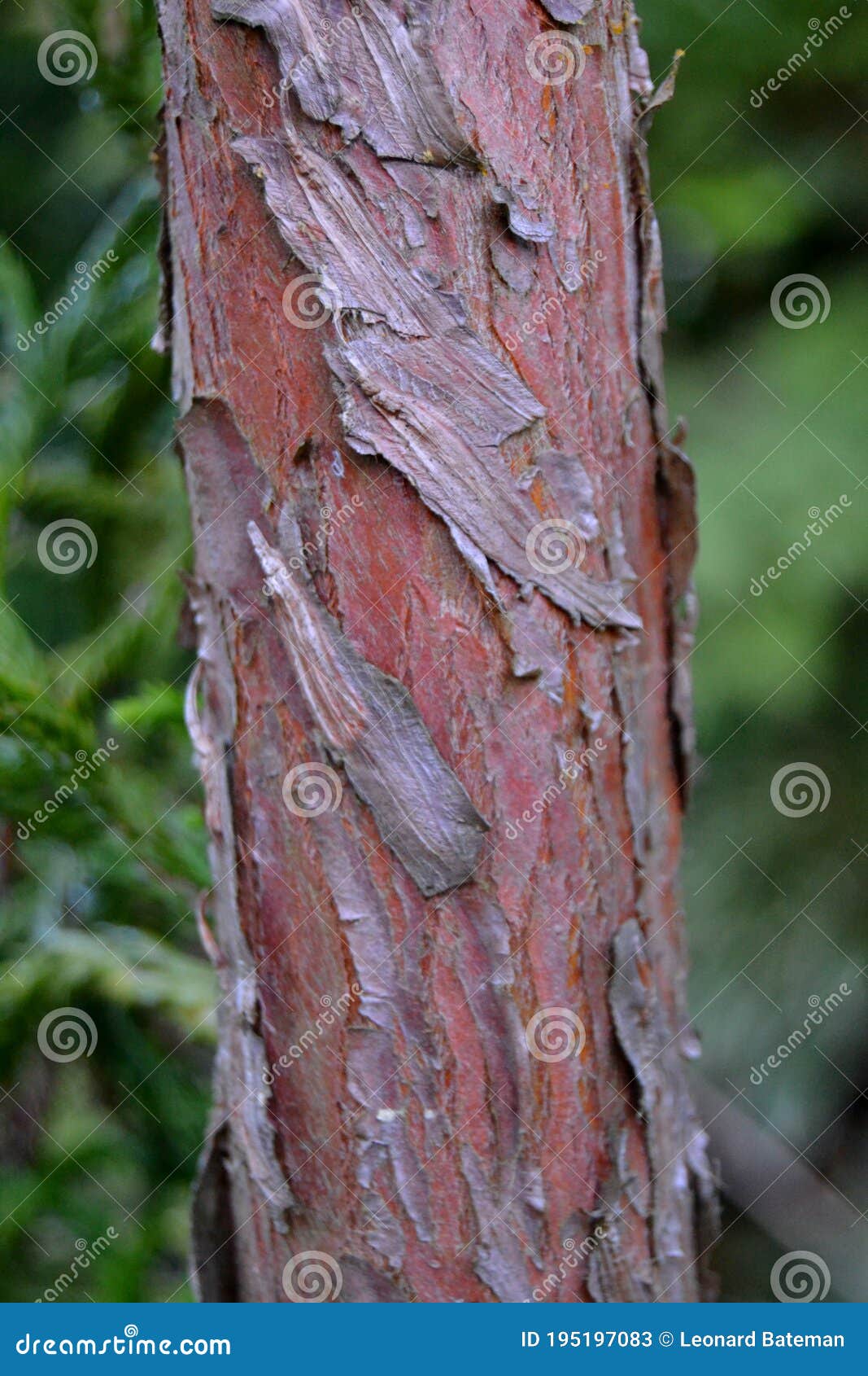 Flakey red bark stock image. Image of tree, trunk, knarled - 195197083