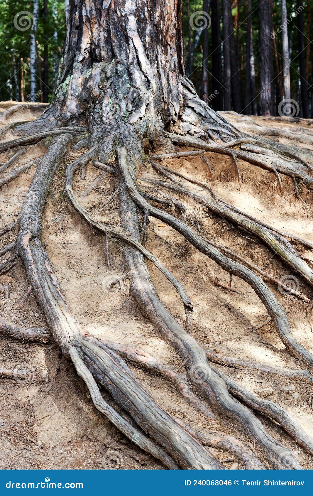 Trunk of a Tree with Roots Coming Out of the Ground Stock Photo - Image ...