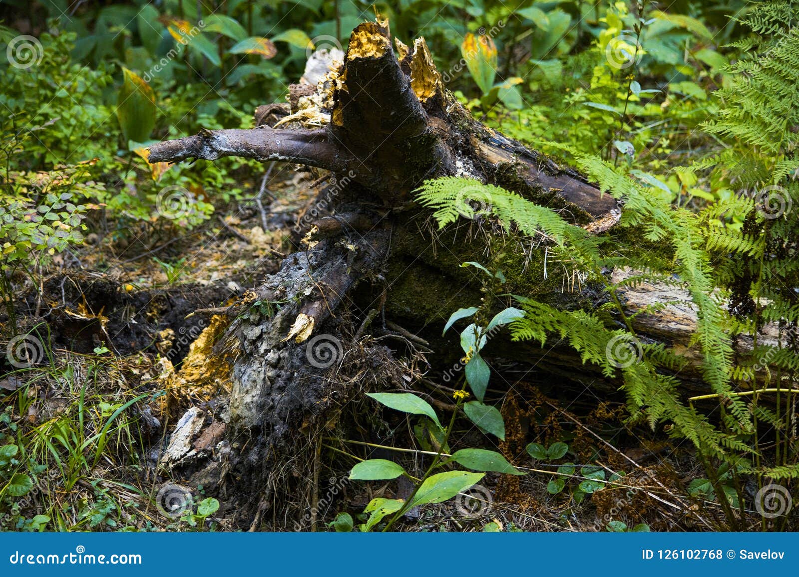 The Roots Of The Fallen Old Tree Were Coming Out Of The Ground ...
