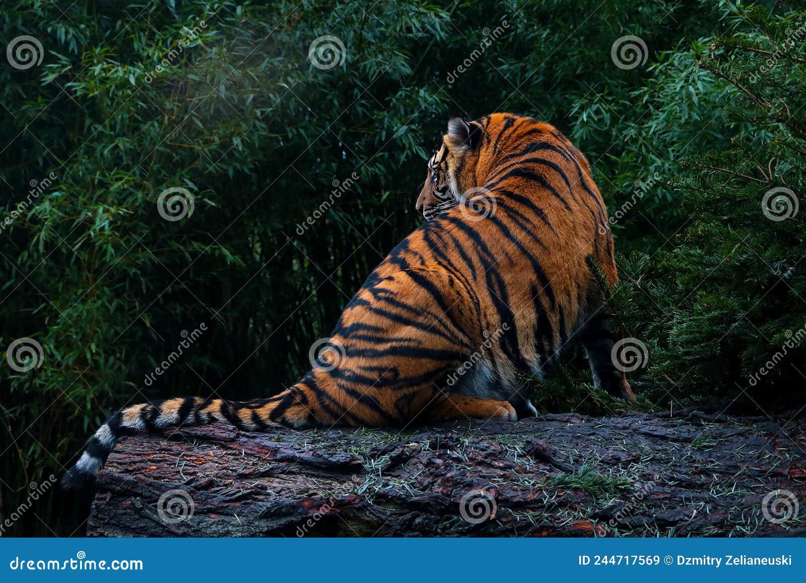 On the Trunk of a Tree Sits a Tiger in Greenery. Stock Image - Image of ...