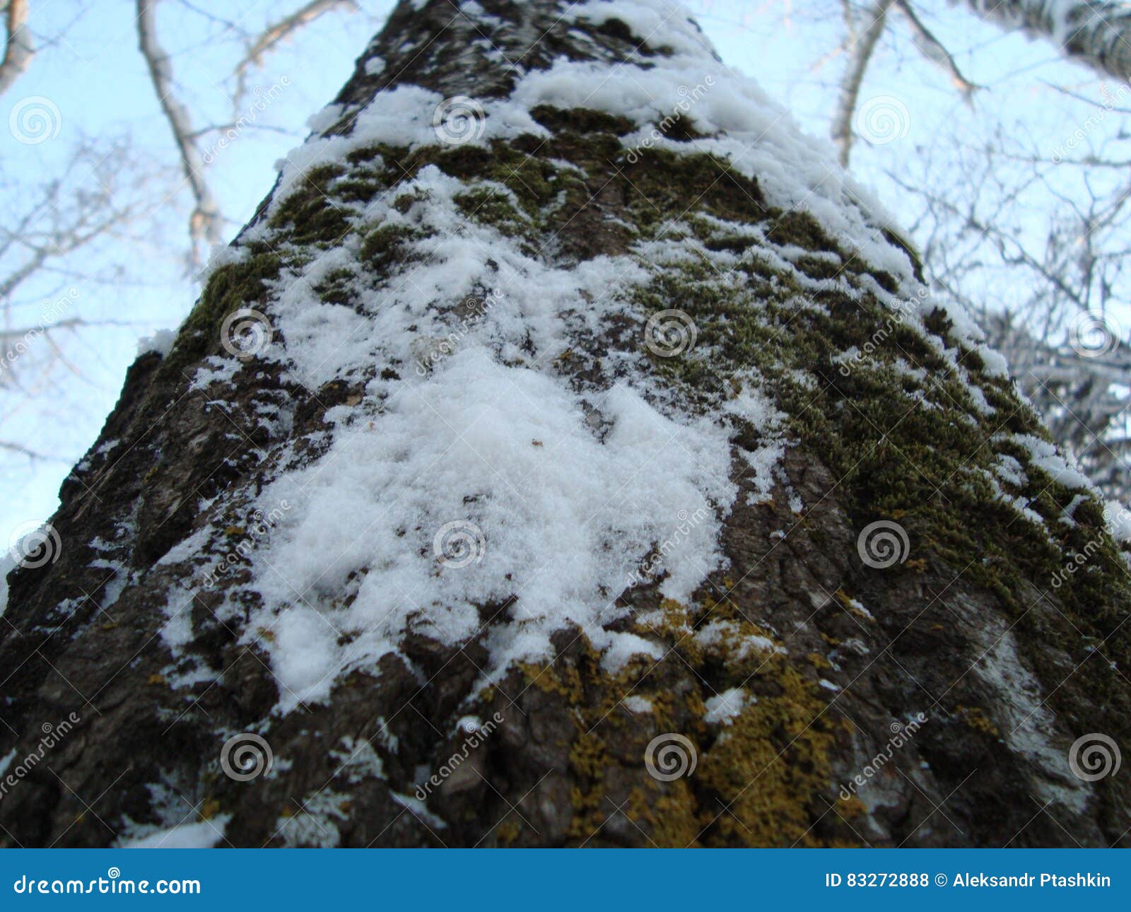 Trunk of the tree stock photo. Image of snow, tree, trunk - 83272888