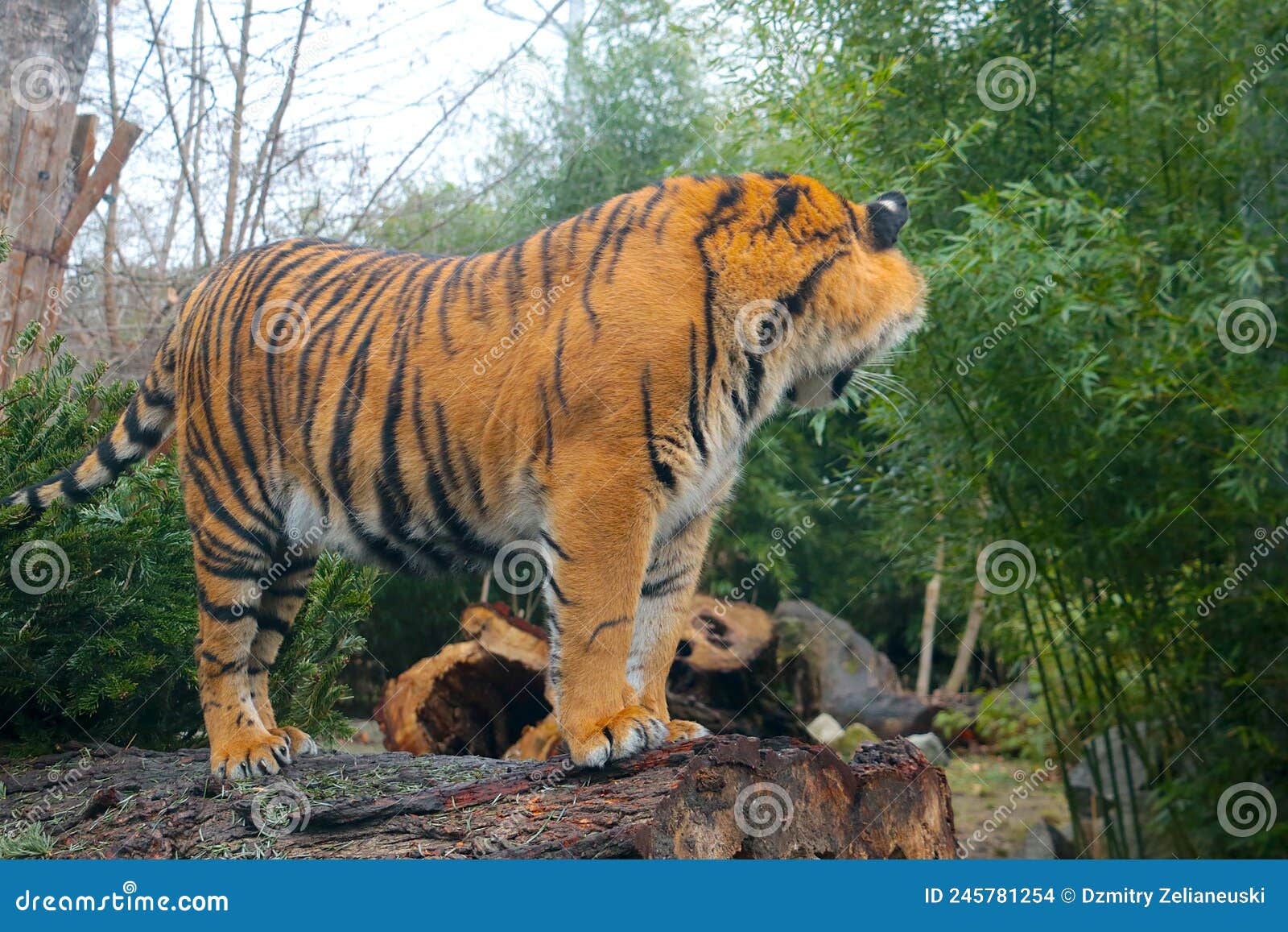 On the Trunk of a Tree Stands a Tiger in the Greenery. Stock Photo ...