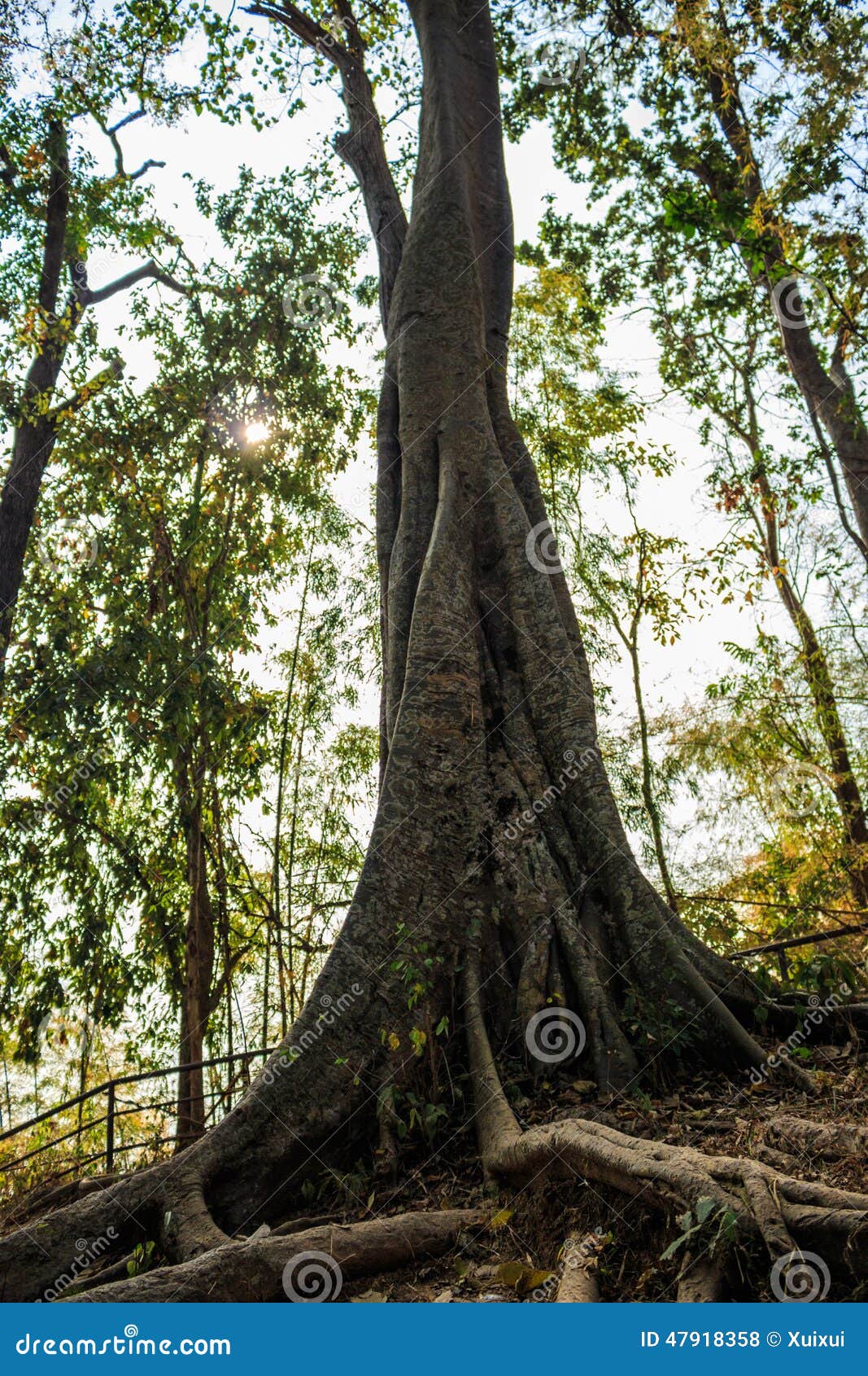 Trunk tree with sun shine stock photo. Image of sunshine - 47918358
