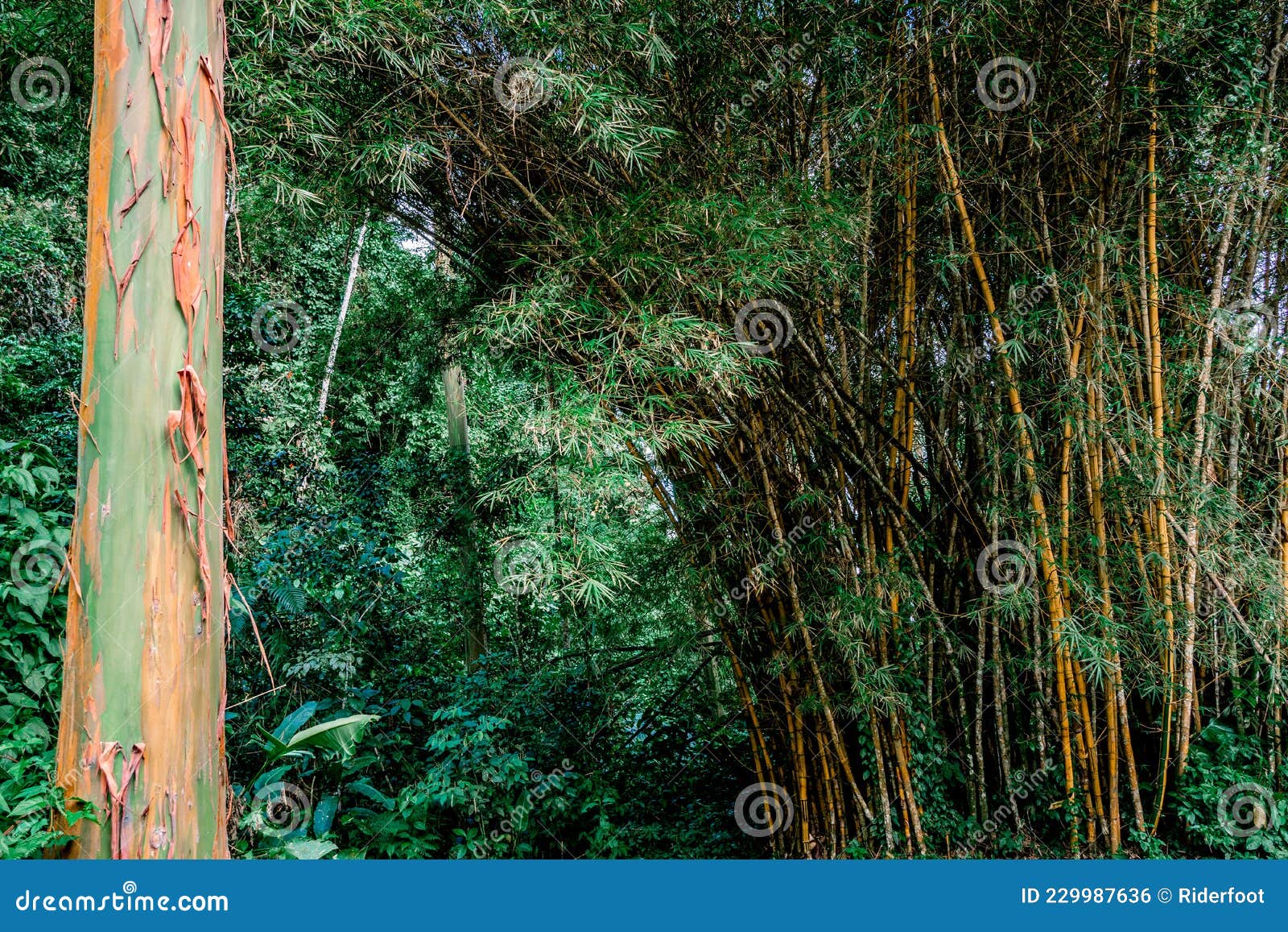 Trunk of a Tree Surrounded by Plants and Bamboo Plants in the ...