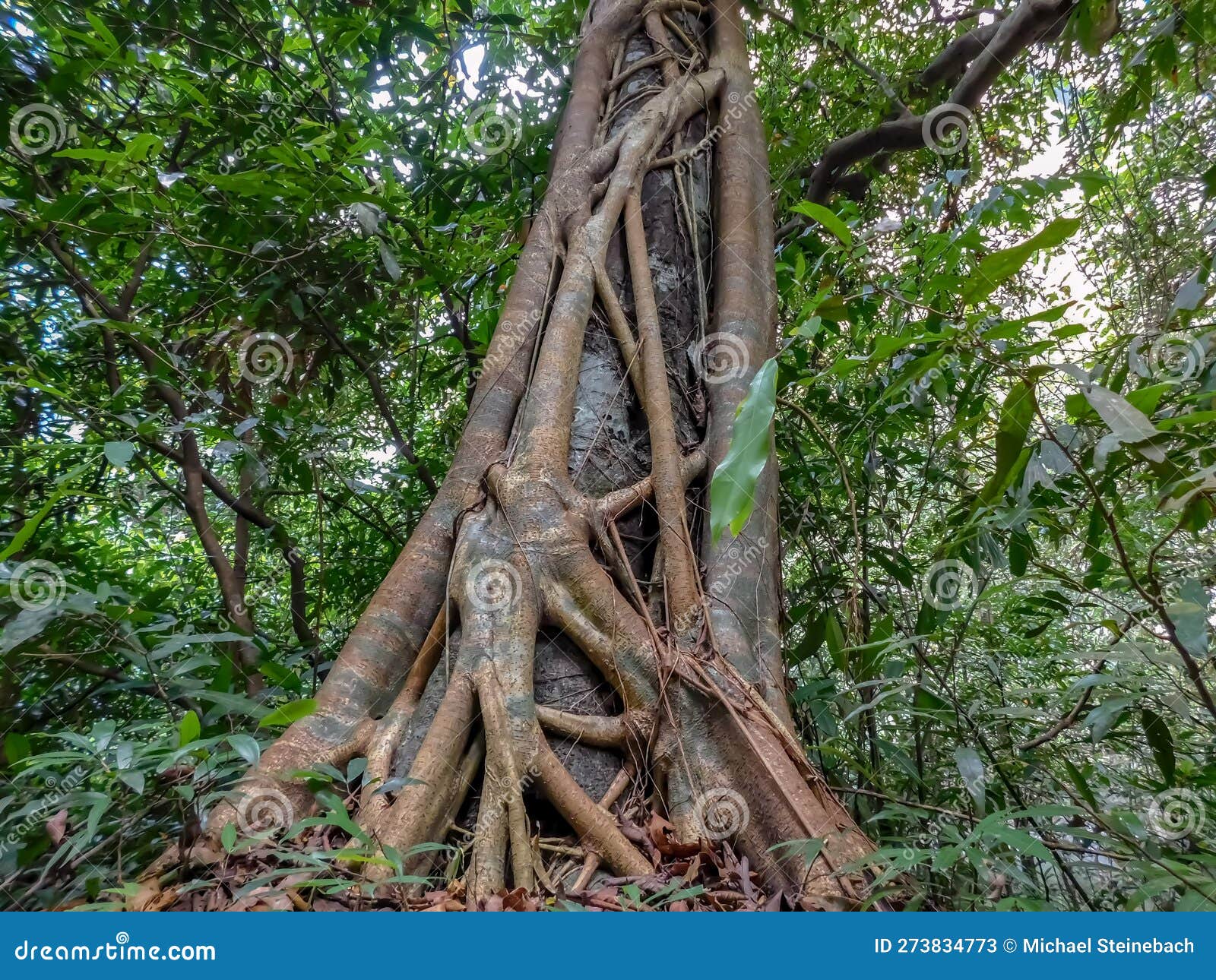 TRUNK OF STRANGLER FIG DIVIDING INTO ROOTS ABOVE GROUND AT THE BASE ...