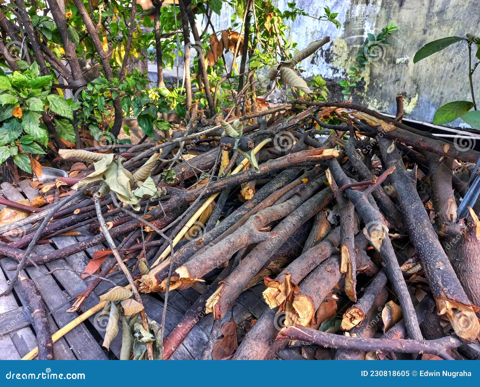 The Trunk of the Tree for Traditional Cooking Stock Image - Image of ...