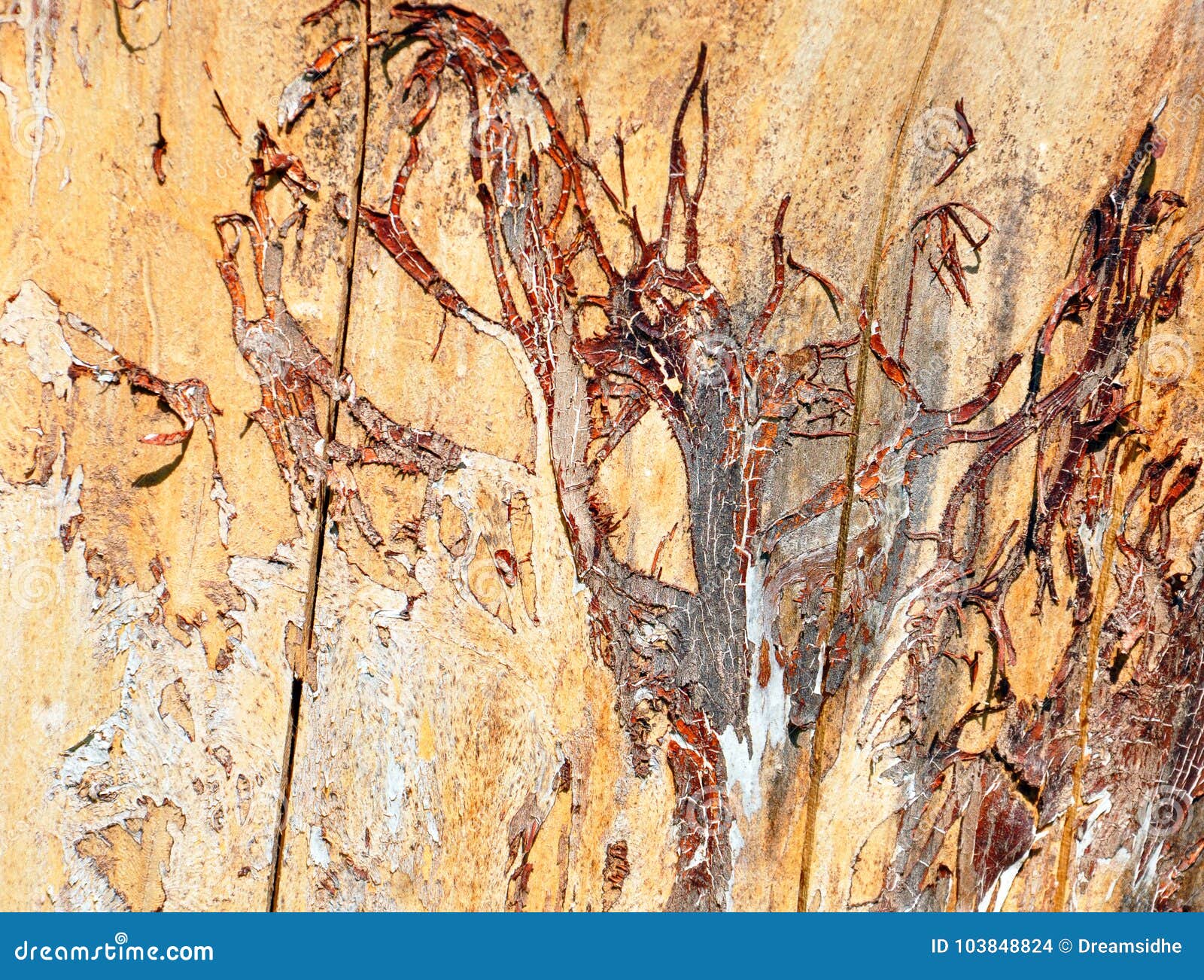 Trunk of a Tree without Tree Bark Stock Photo - Image of forest ...