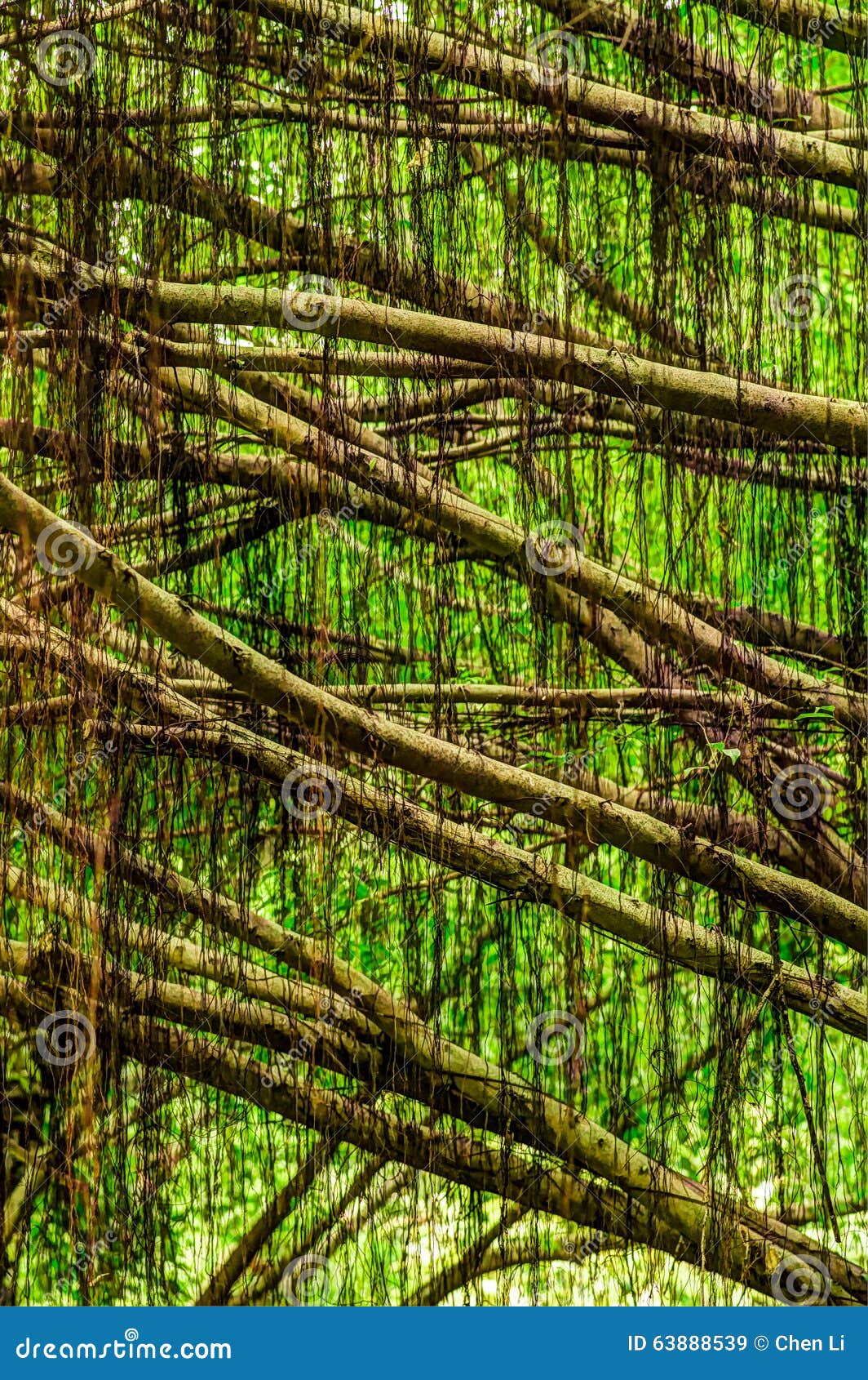 Trunk stock image. Image of roots, field, thorn, strong - 63888539