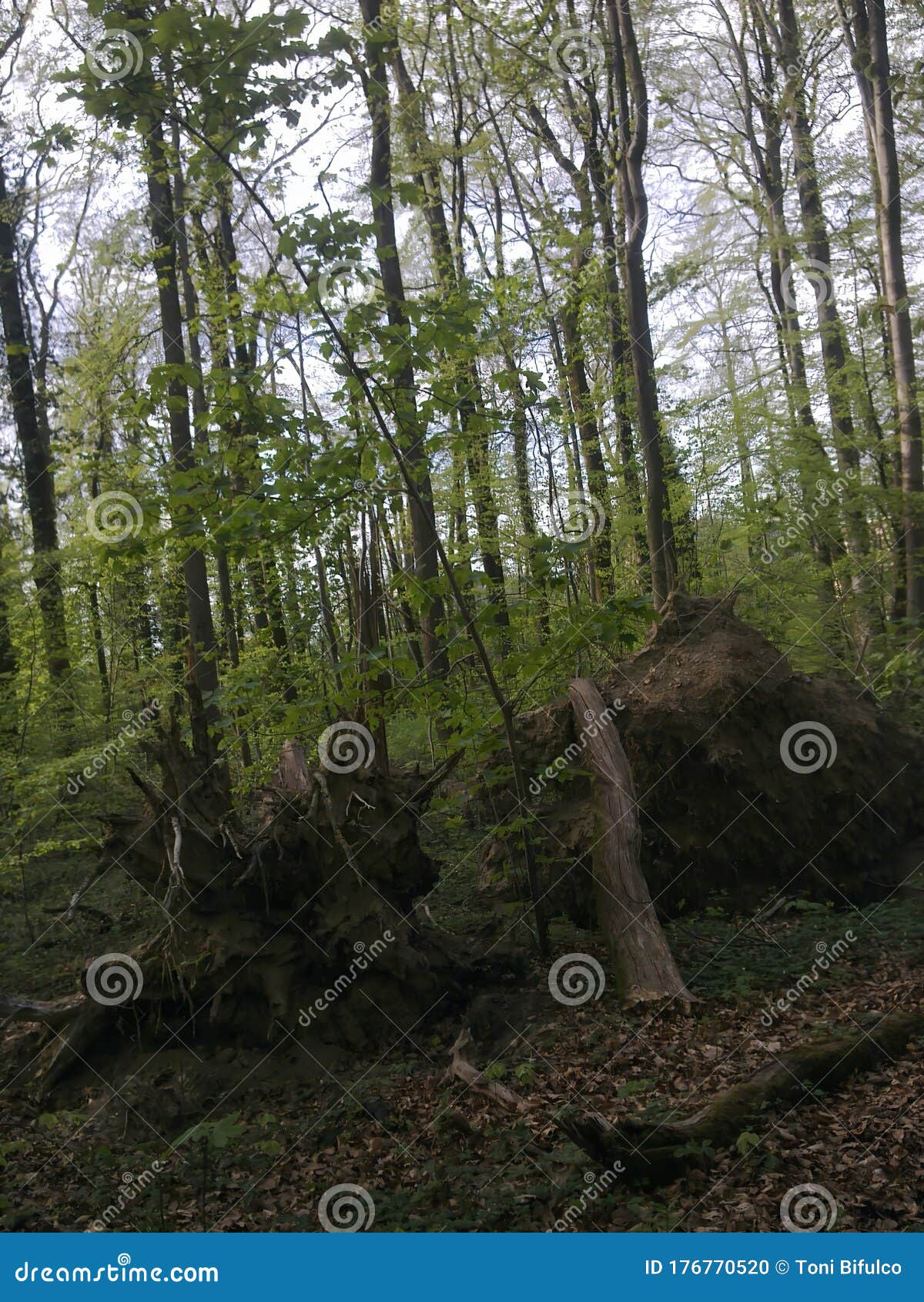 Trunk Trees Forest Green Ground Walk Stock Photo - Image of green ...