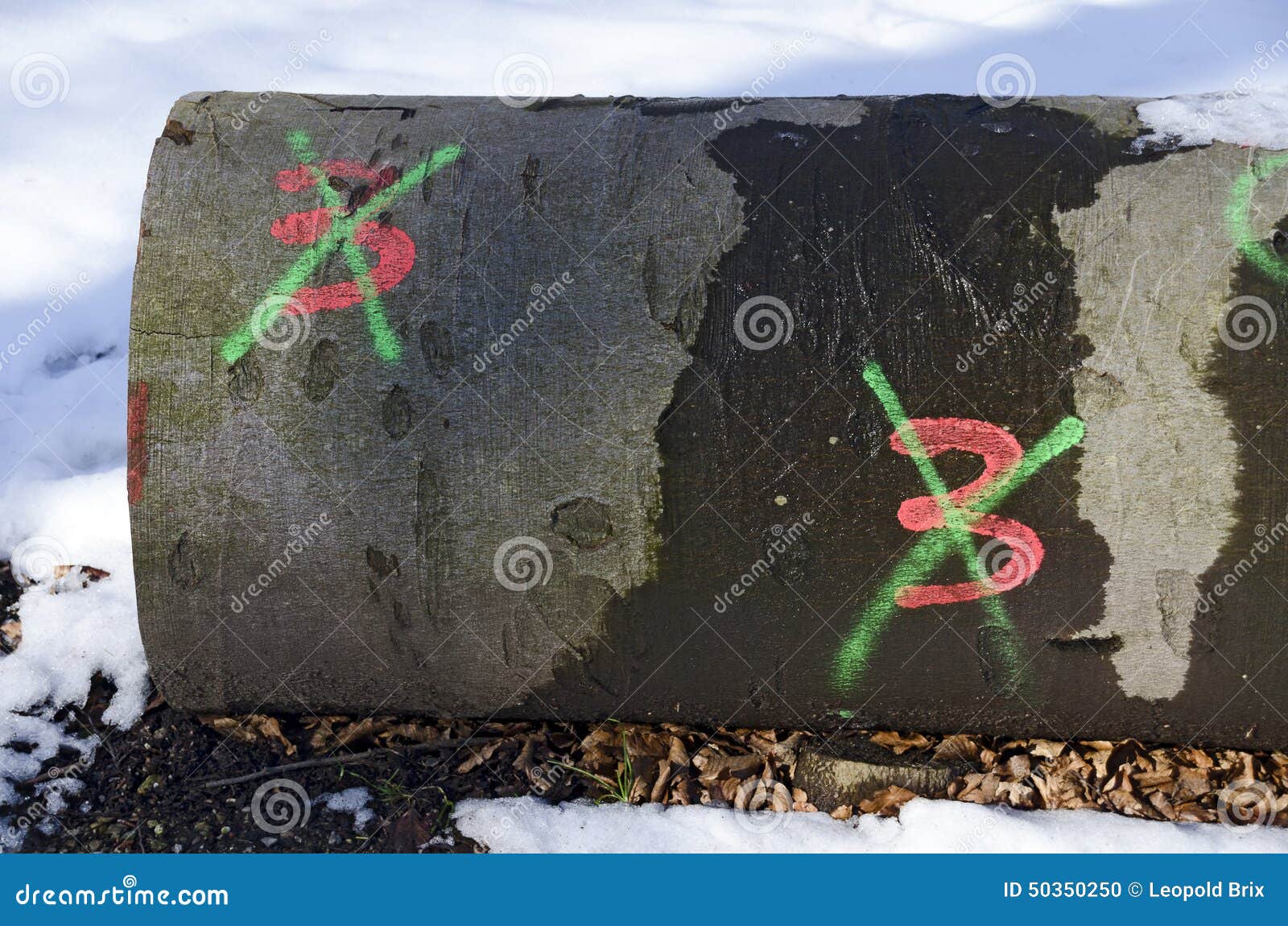 Trunk with Two Struck through Threes Stock Photo - Image of stem ...