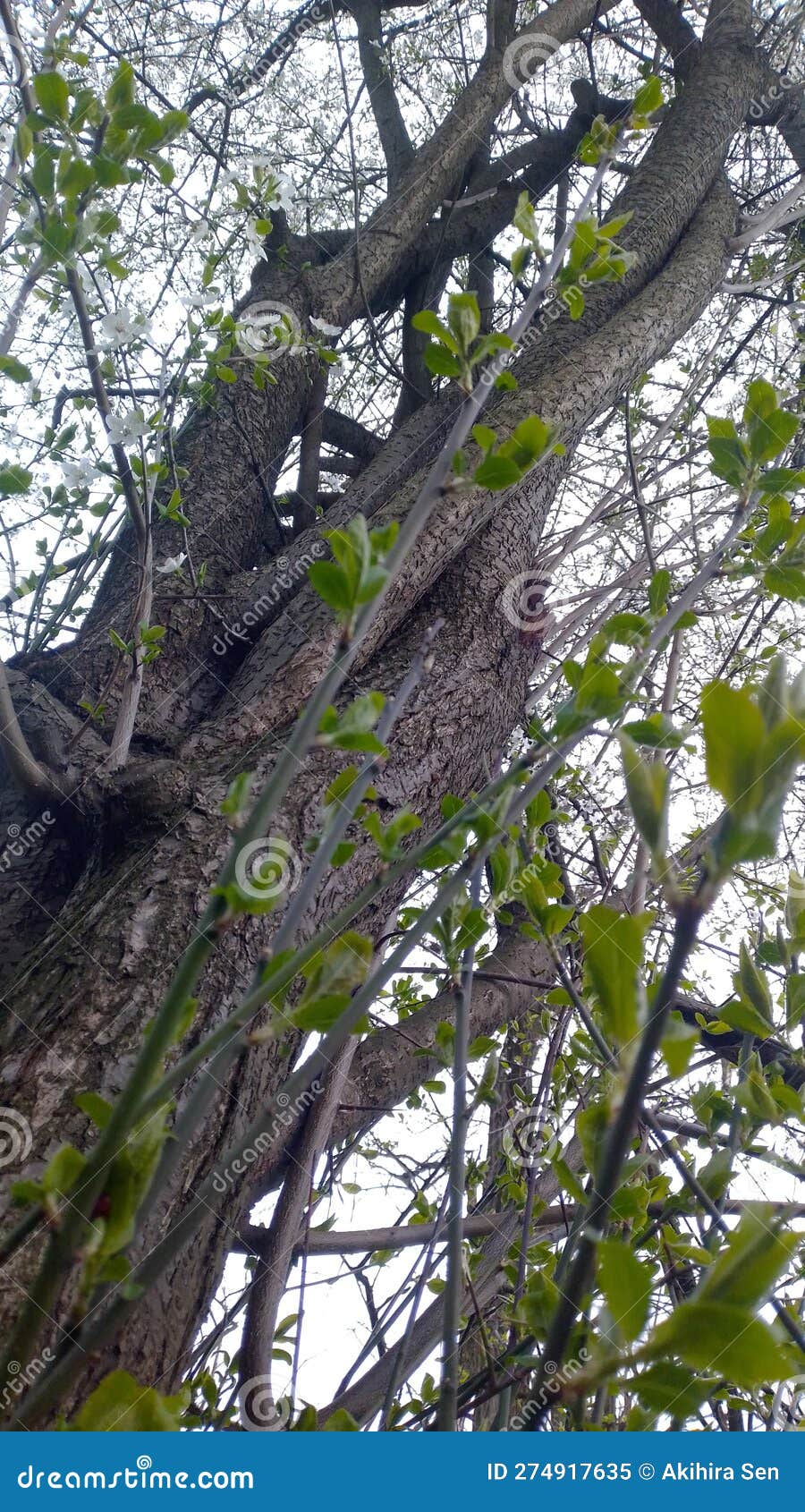 Trunk of Two Twisted Trees and Small Twigs Around Stock Image - Image ...