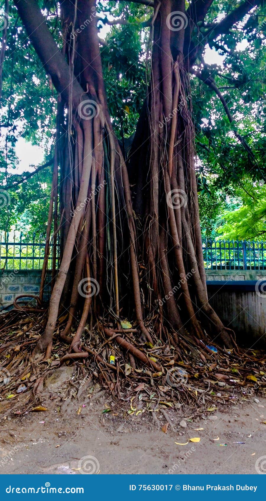 Trunk of a Very Old Banyan Tree Stock Image - Image of shot, peaceful ...