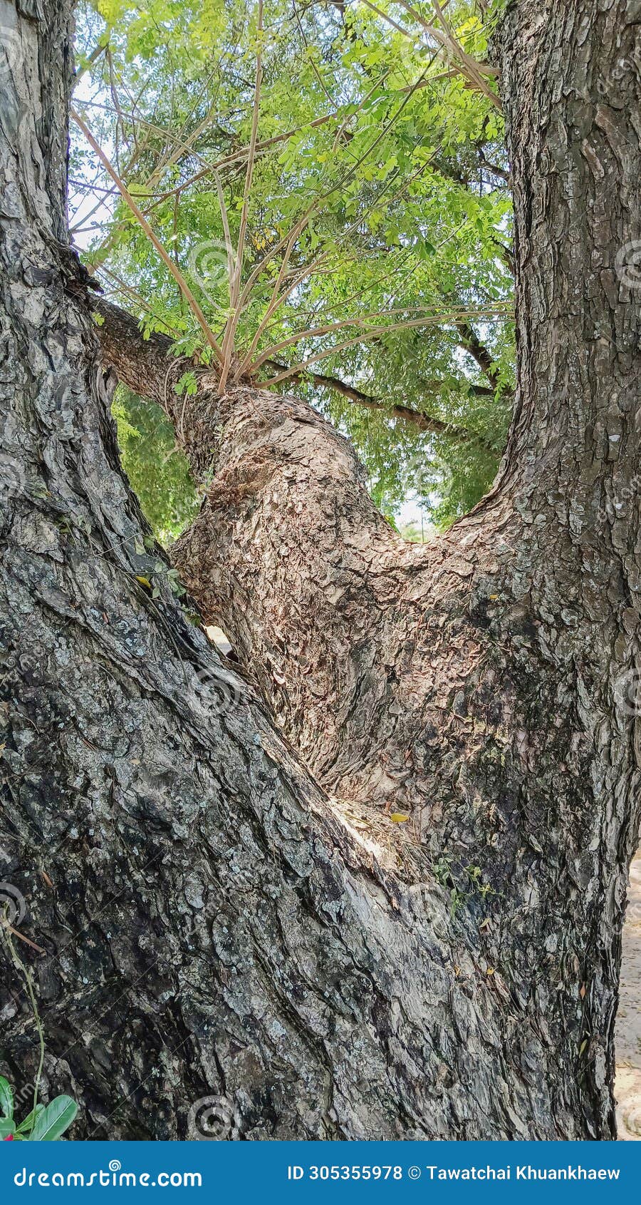 Trunk of Very Old Tree with Canopy, Frog Perspective Stock Photo ...