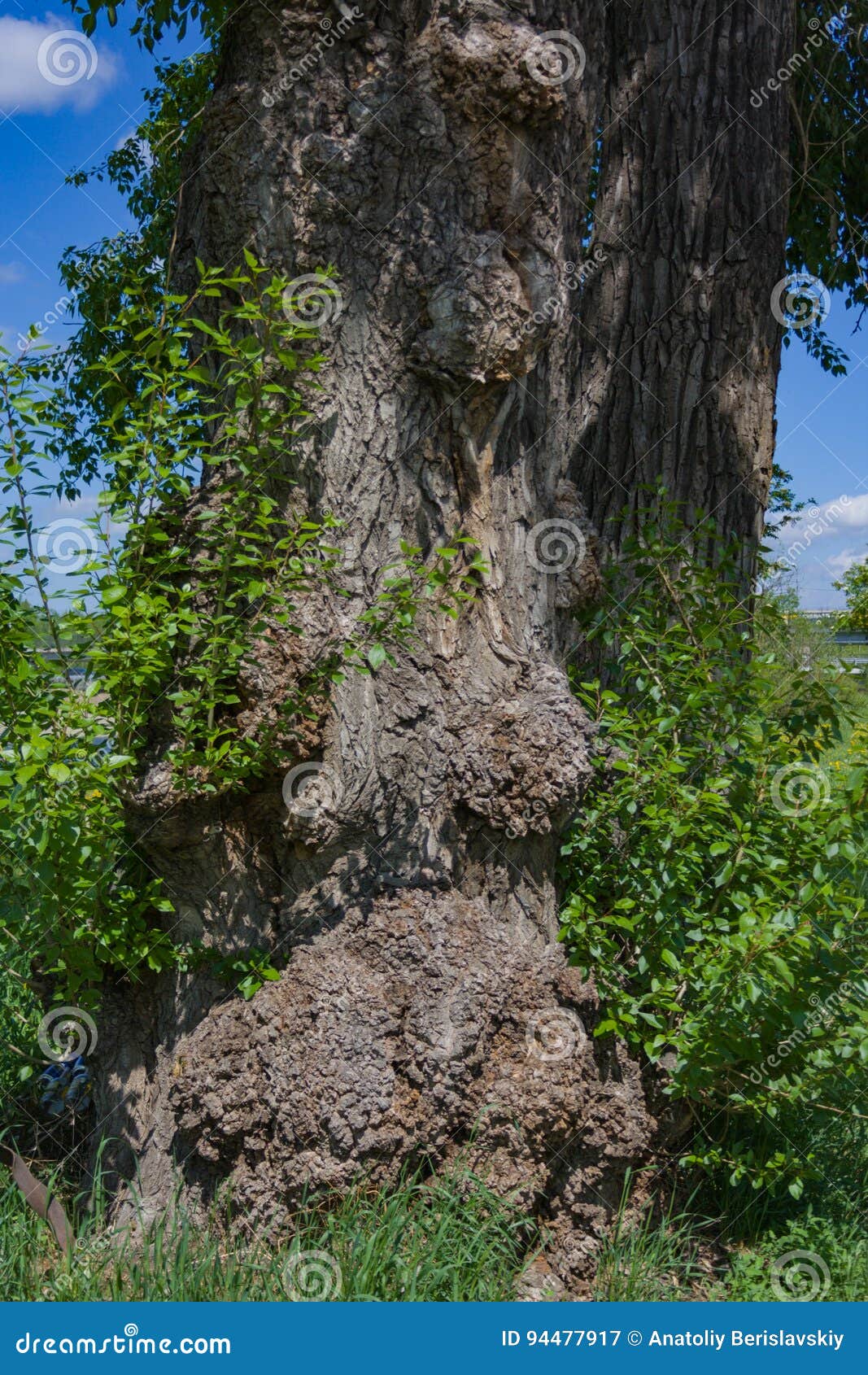 Trunk of a Very Old Tree with Growths Close-up Stock Image - Image of ...