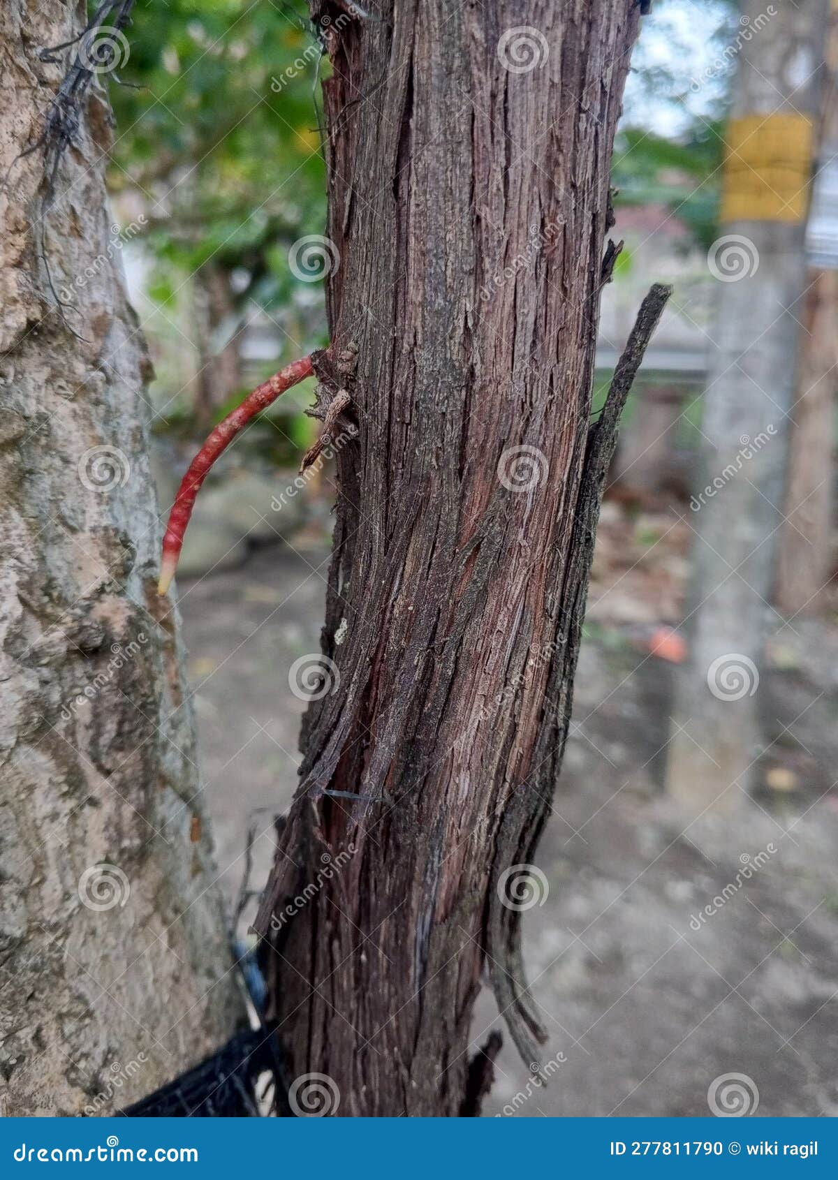 The Trunk of the Vine Grows Roots Stock Photo - Image of vine, plant ...