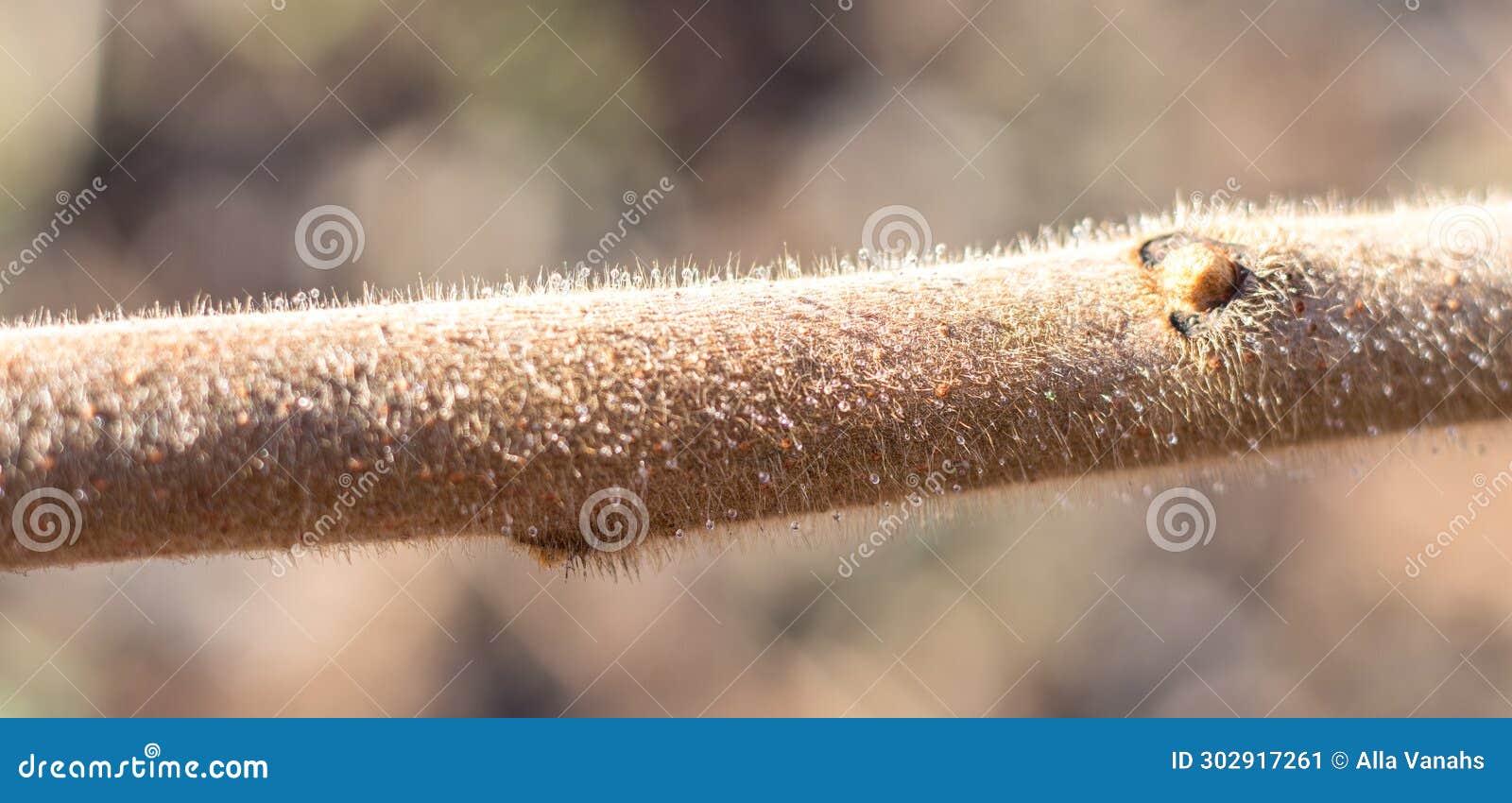 Vinegar Tree - Rhus Typhina. Colorful Autumn Coloring Of The Leaves Of ...