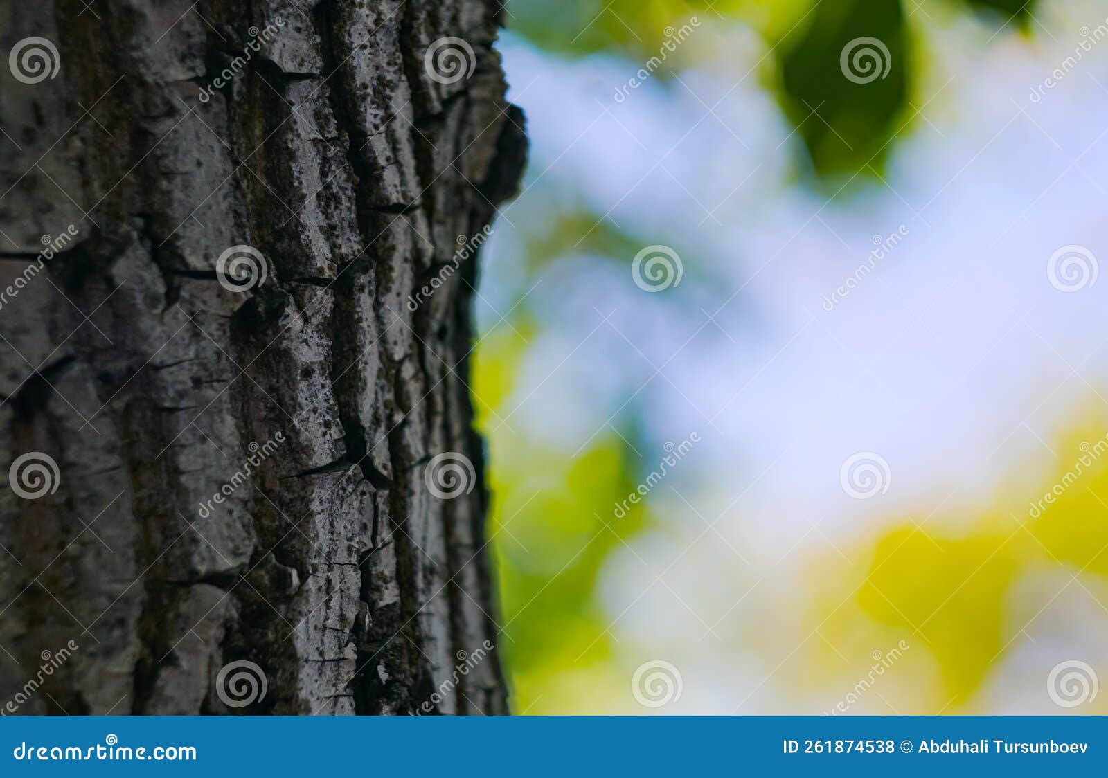The trunk of walnut trees stock photo. Image of colours - 261874538
