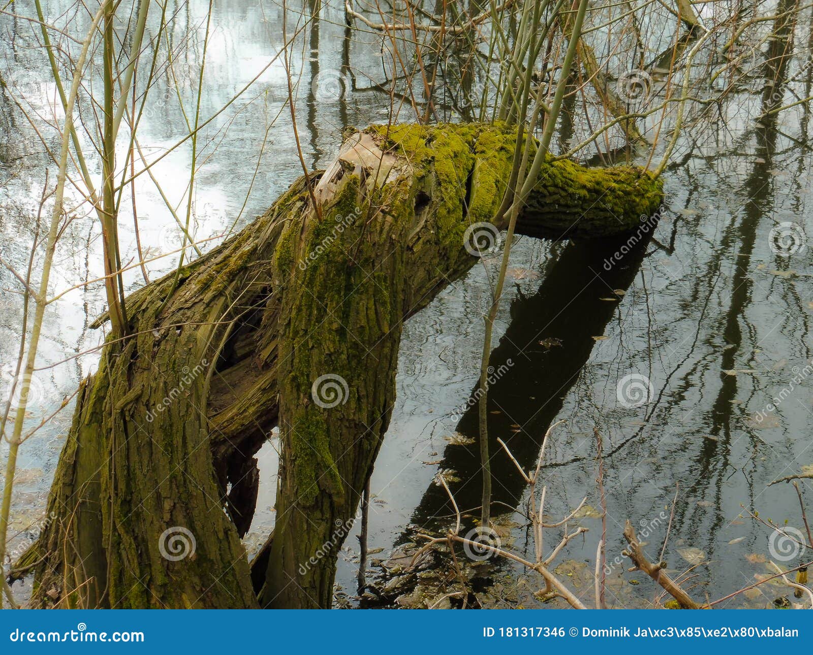 Trunk in water stock photo. Image of flowers, rays, beautiful - 181317346