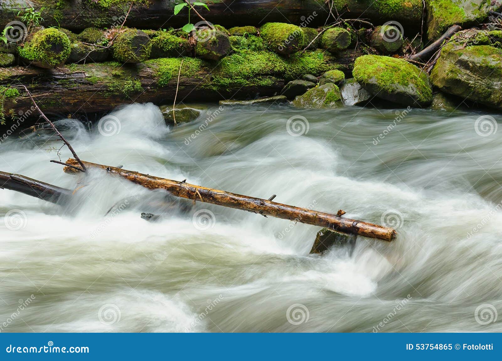 Trunk in the water stock image. Image of beautiful, fresh - 53754865