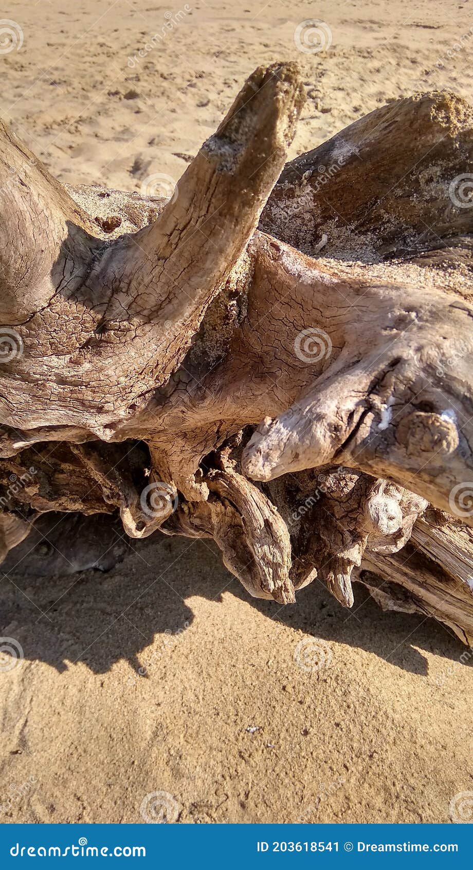 Trunk of an Old Tree Thrown by a Wave on the Sand Stock Image - Image ...
