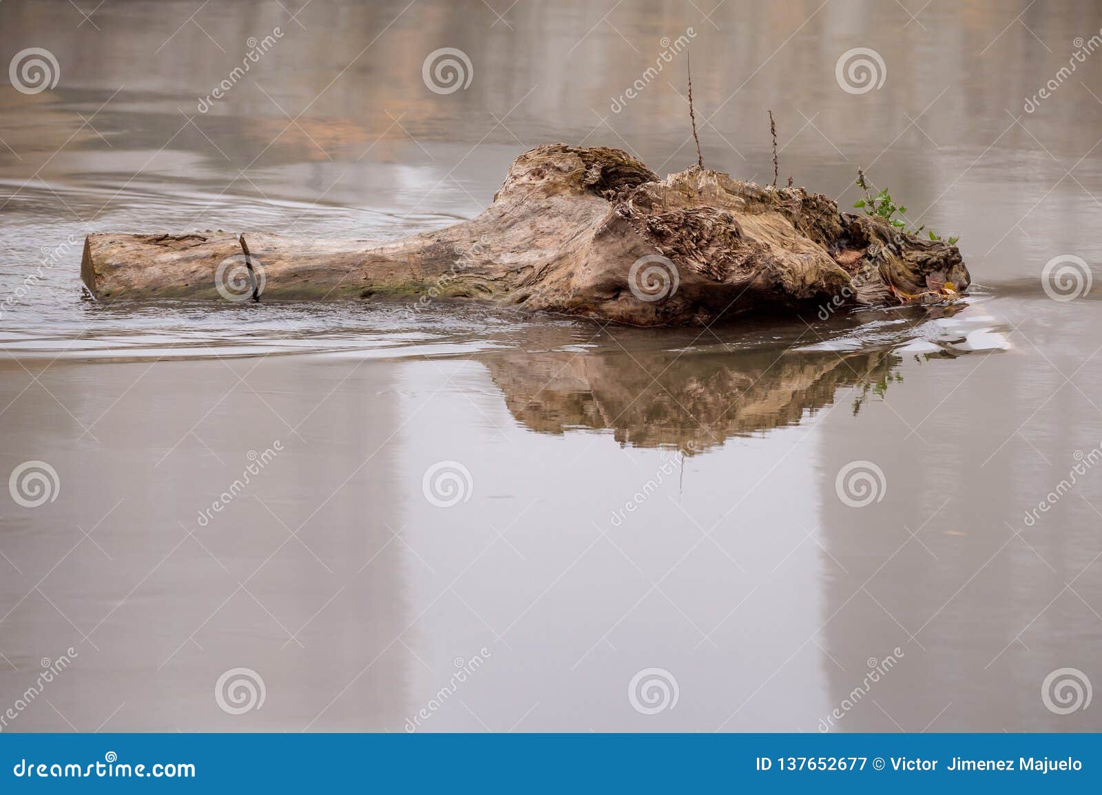 Trunk of wood in the river stock image. Image of calm - 137652677