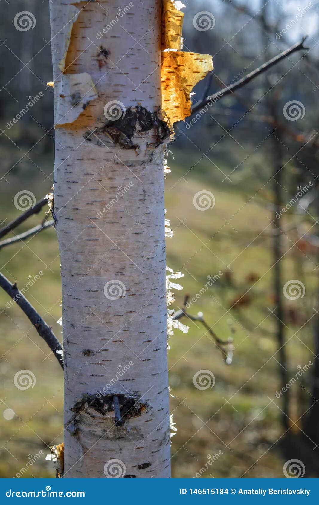 The Trunk of a Young Birch Tree Backlit by Sunlight. White Stem of ...